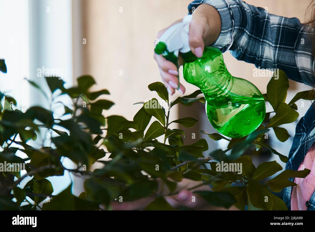 Woman is spraying home plant. Plant inspiring, cozy home garden ...