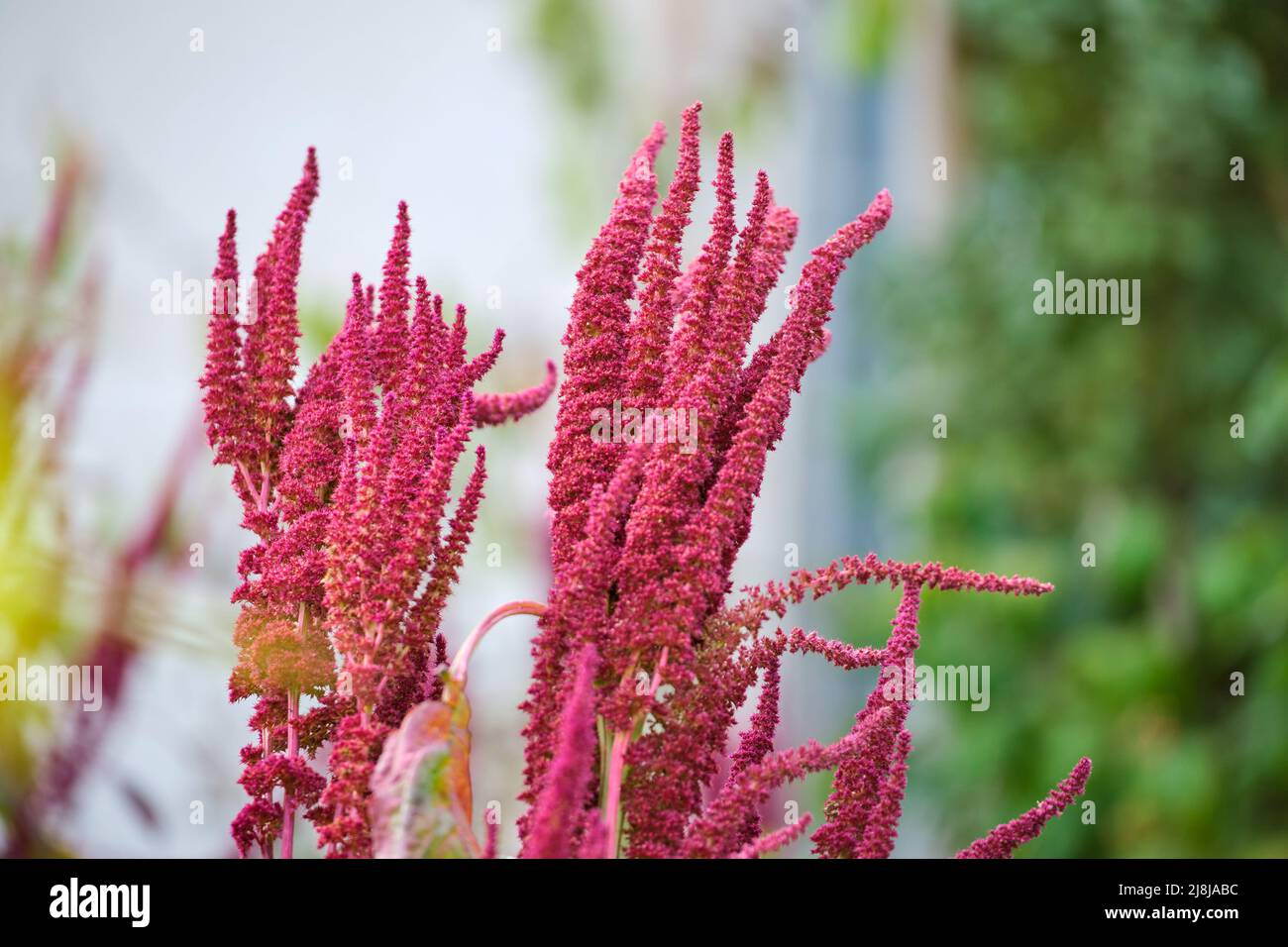 Indian red amaranth plant growing in summer garden. Leaf vegetable ...