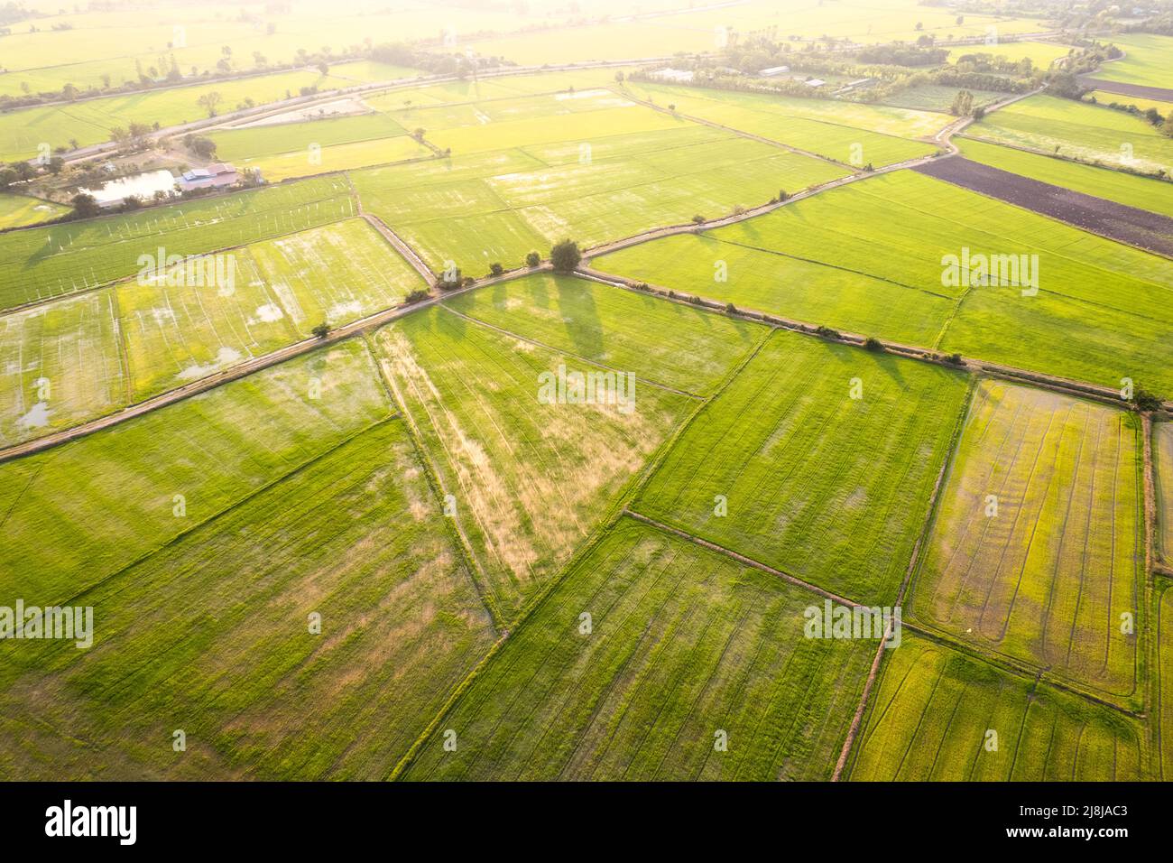 Aerial view of Green rice paddy field glowing on sunny day, farming ...