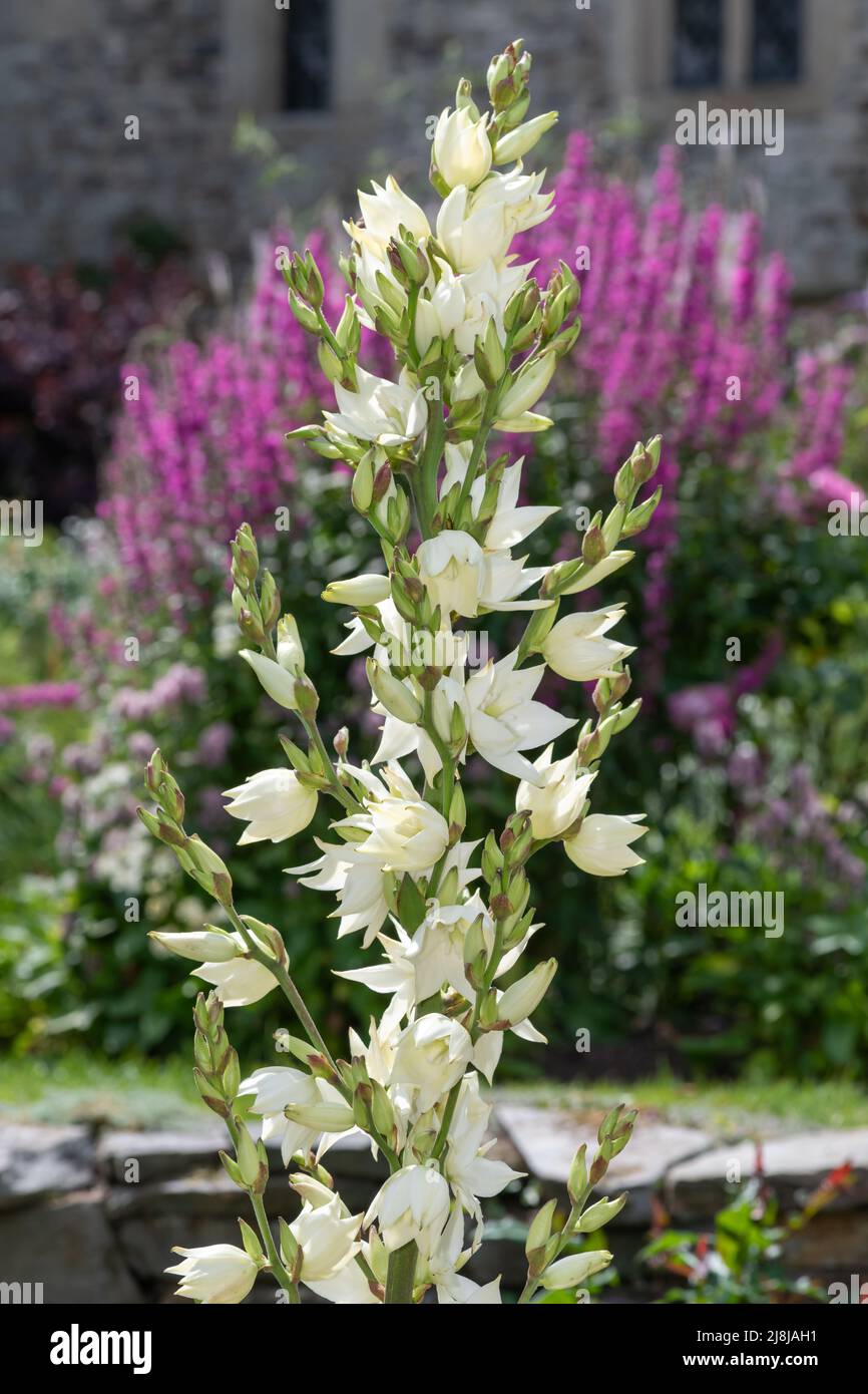 Close up of common yucca (yucca filamentosa) flowers in bloom Stock ...