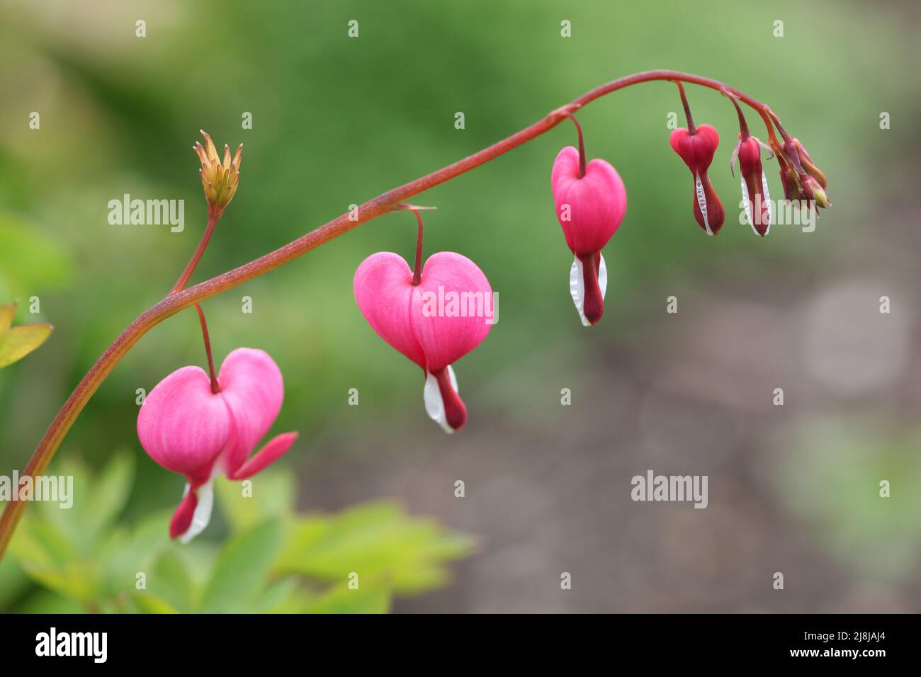 Close-up of heart-shaped flowers of a Bleeding Heart plant , Dicentra ...