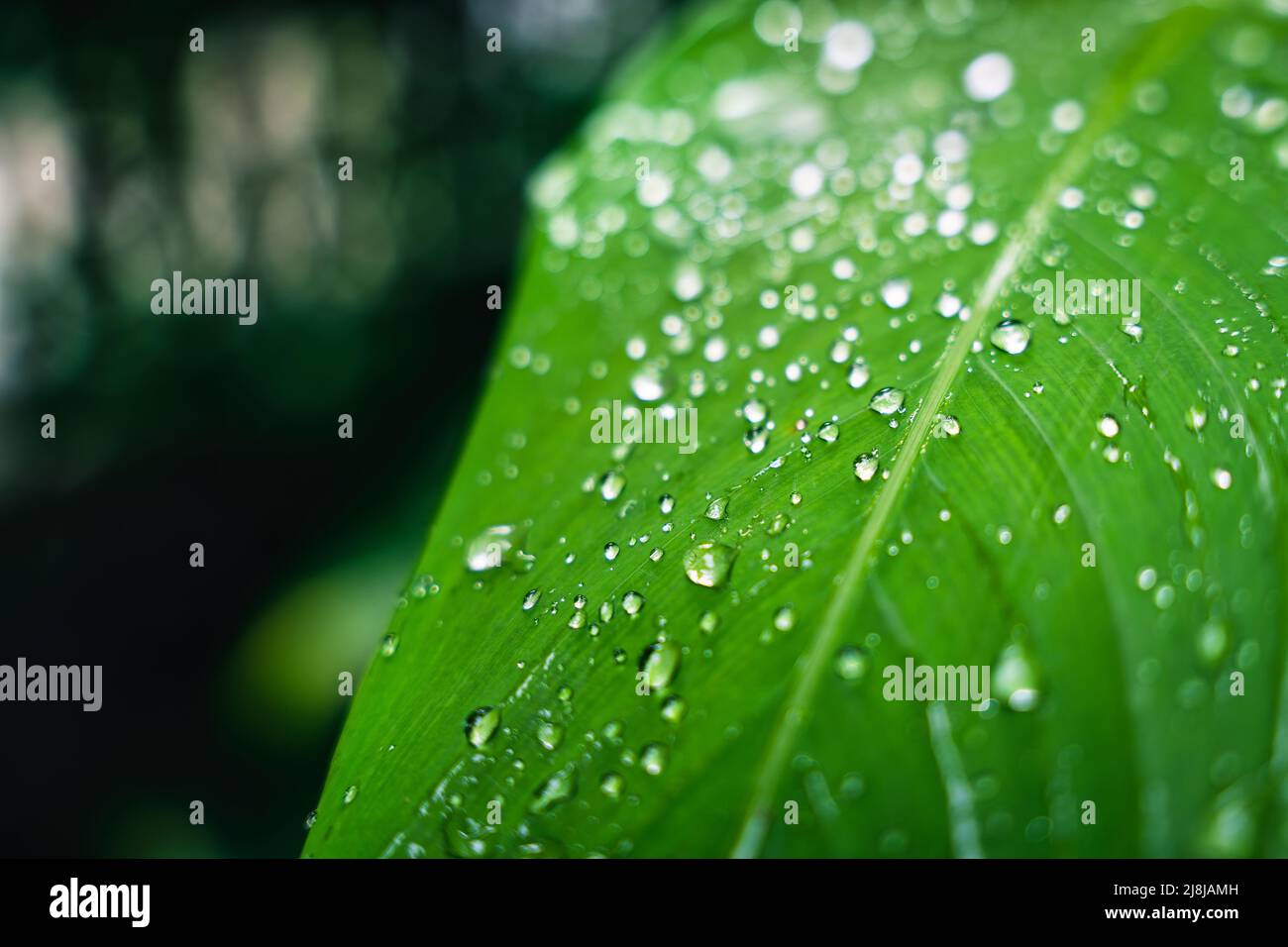 Green leaf with water drops of the rain in the garden Stock Photo - Alamy