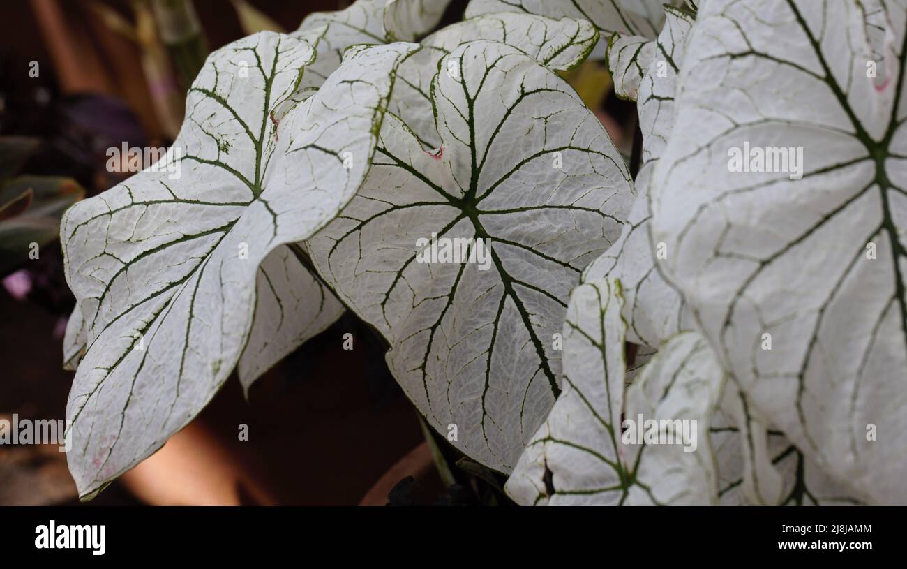 Close-up of tropical rainforest plant, Caladium Candidum Stock Photo ...