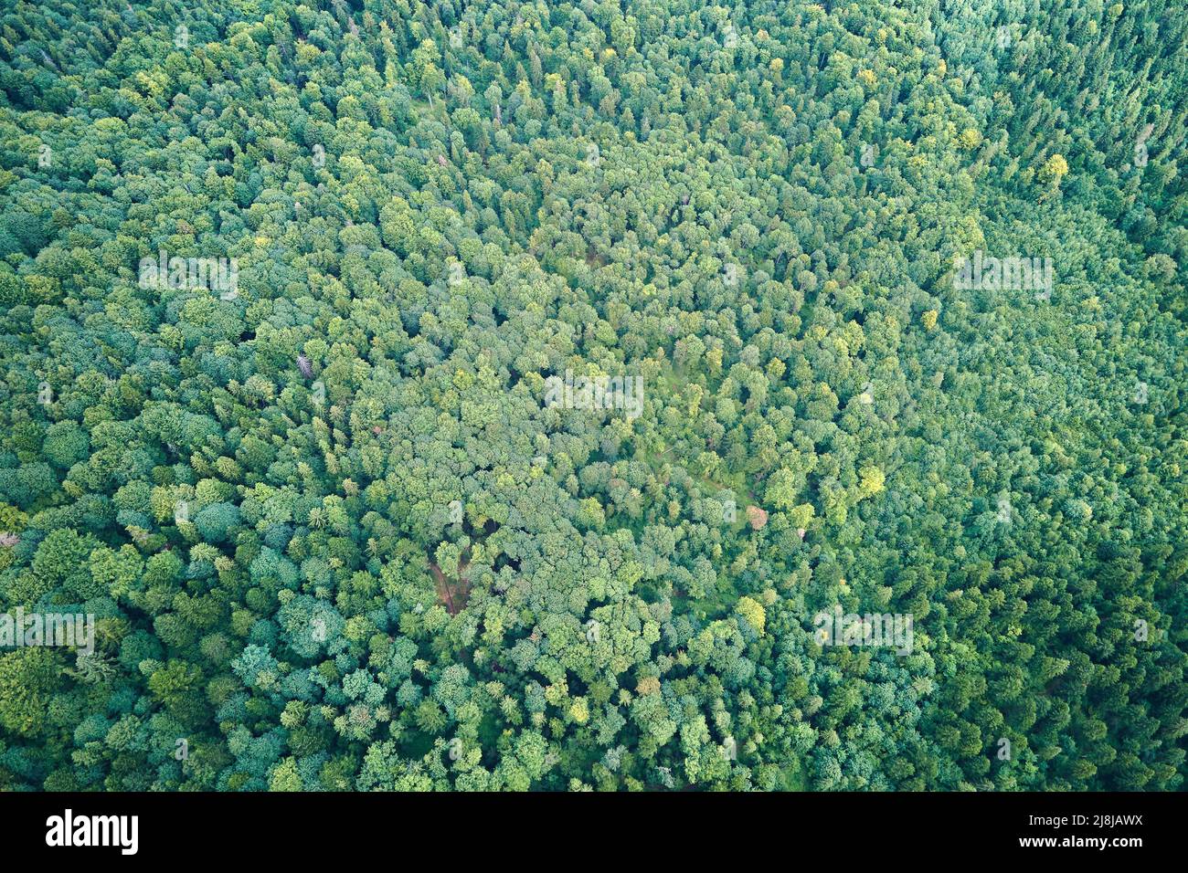 Top down flat aerial view of dark lush forest with green trees canopies ...