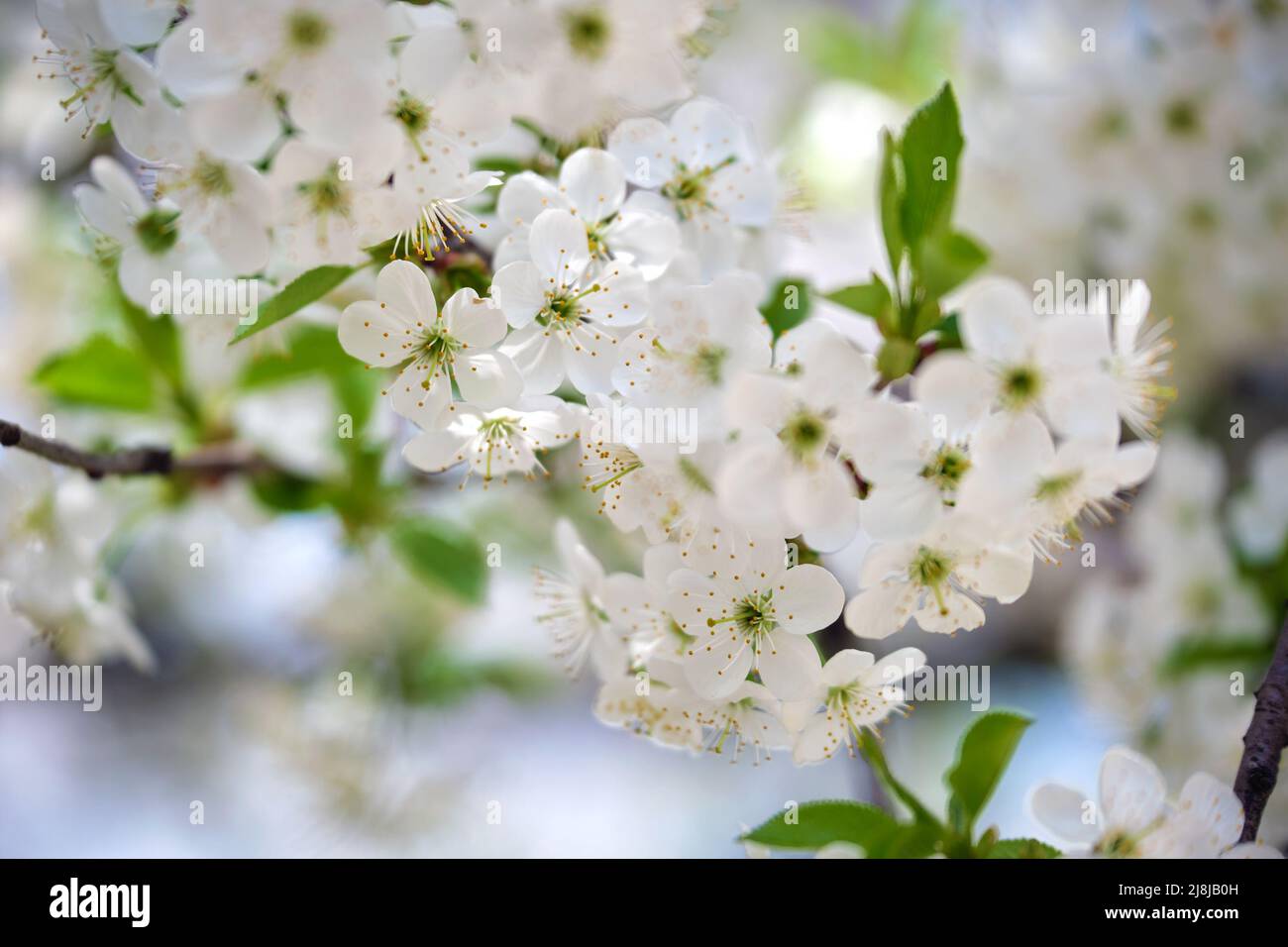 Twigs of cherry tree with white blossoming flowers in early spring ...