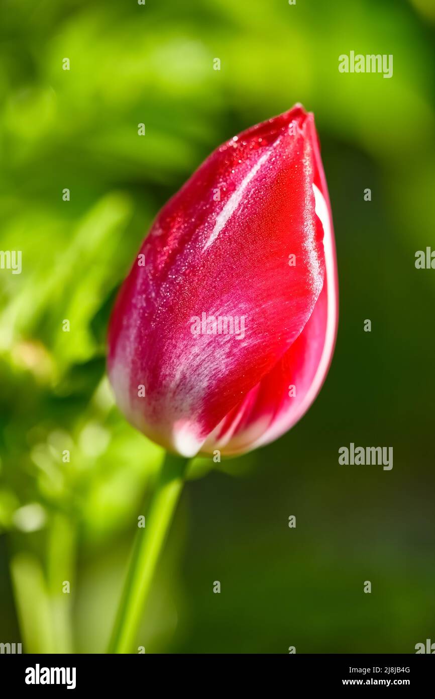Closed red tulip bud. Tulip flower in dew drops close up.Red tulip on a ...
