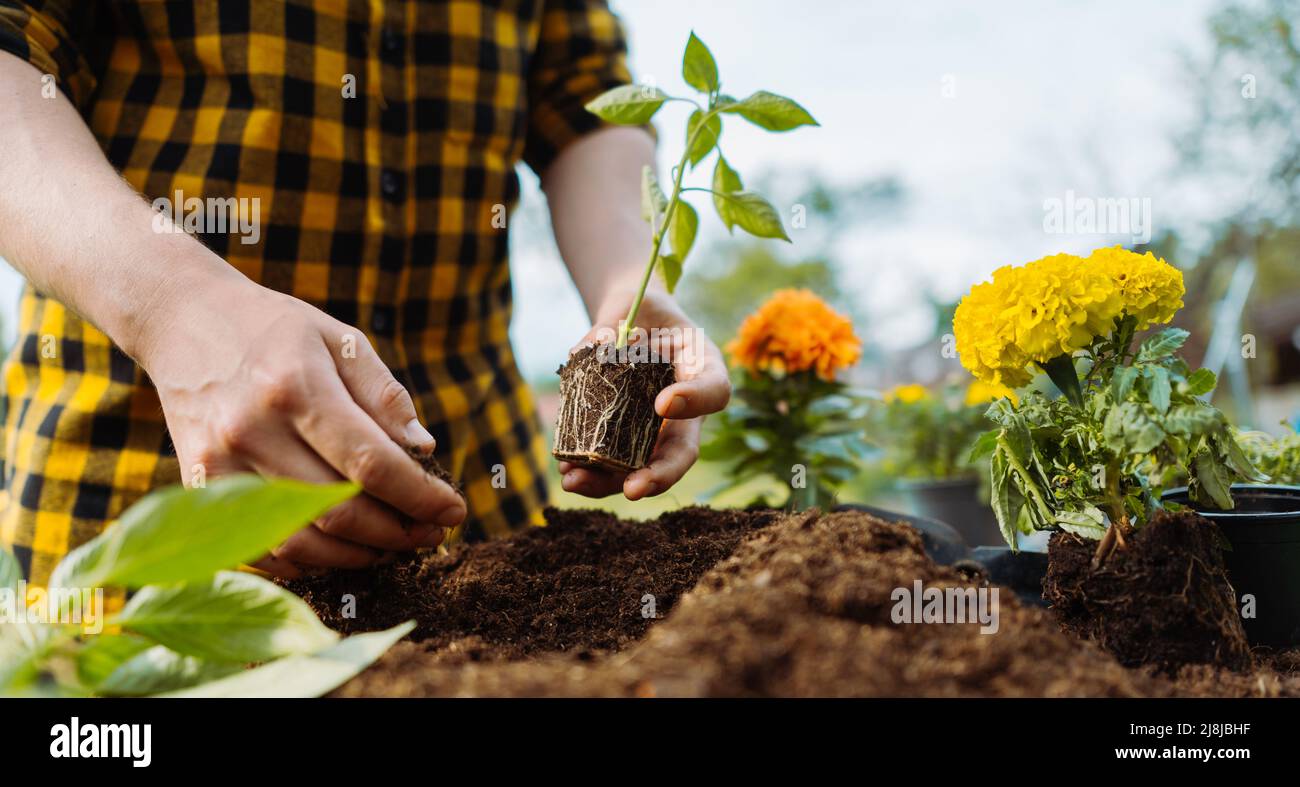 Man in garden planting green plants. Gardening concept Stock Photo - Alamy