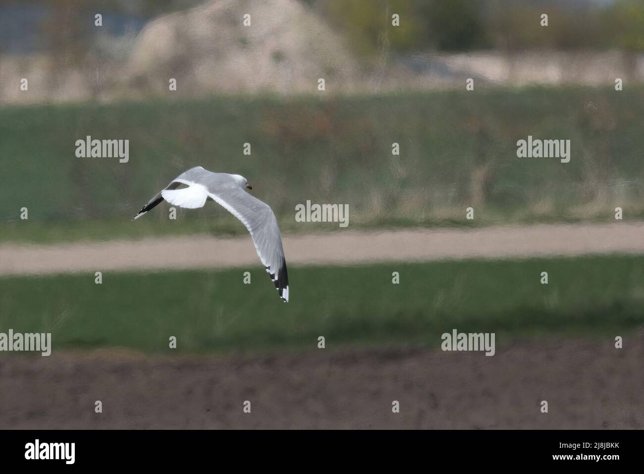 Wildlife in the fields hi-res stock photography and images - Alamy
