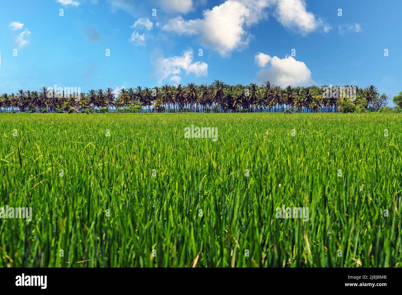 Beautiful asian landscape with isoalted green rice field closeup, palm ...