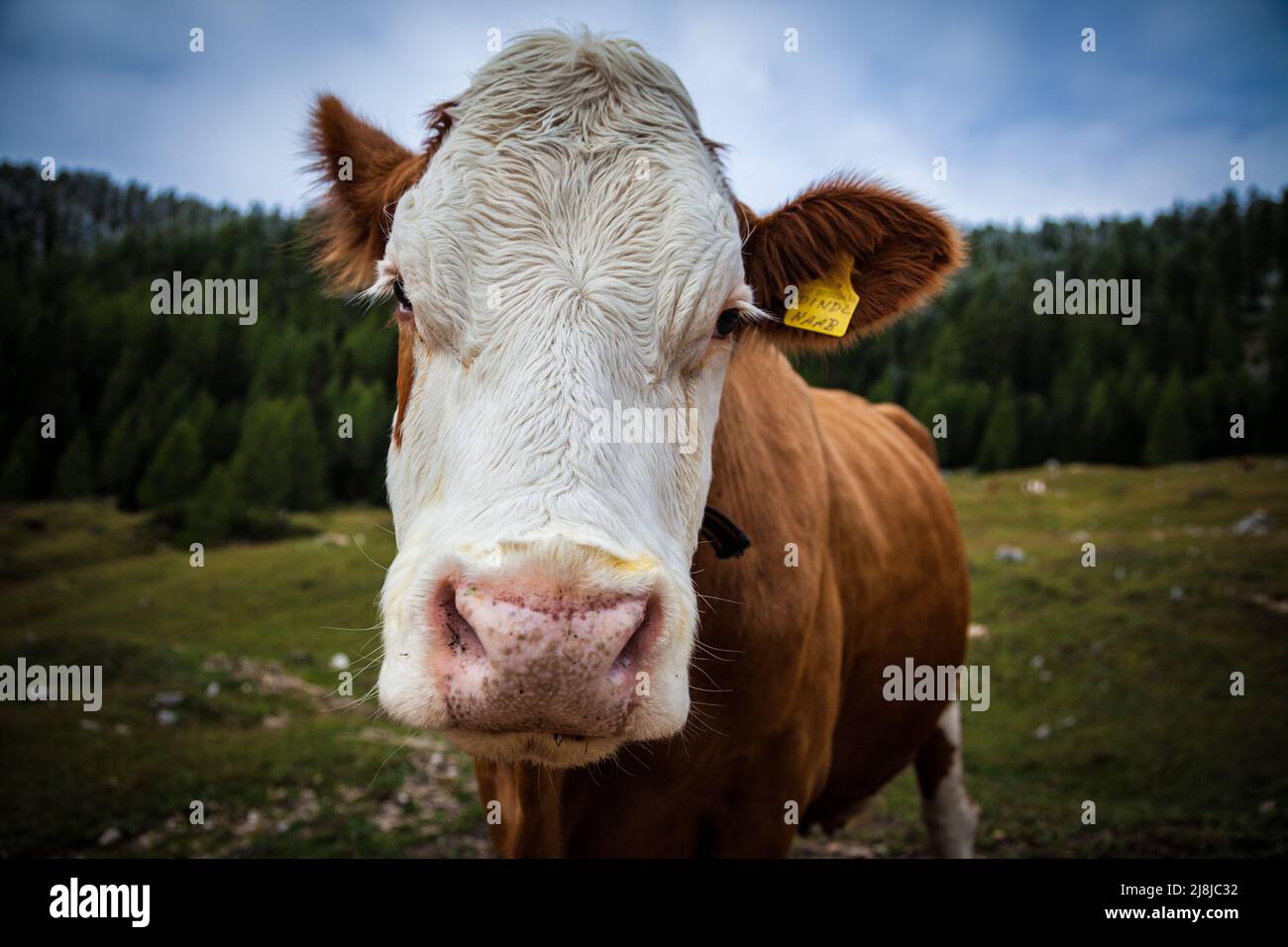 Grazing cows in the Dolomites Mountains of Northern Italy, in the Alps ...