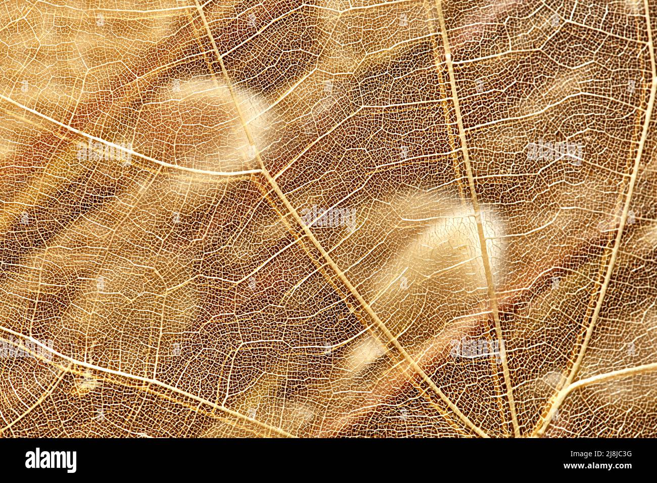 Abstract pastel background.Autumn background.Close-up shot of a ...