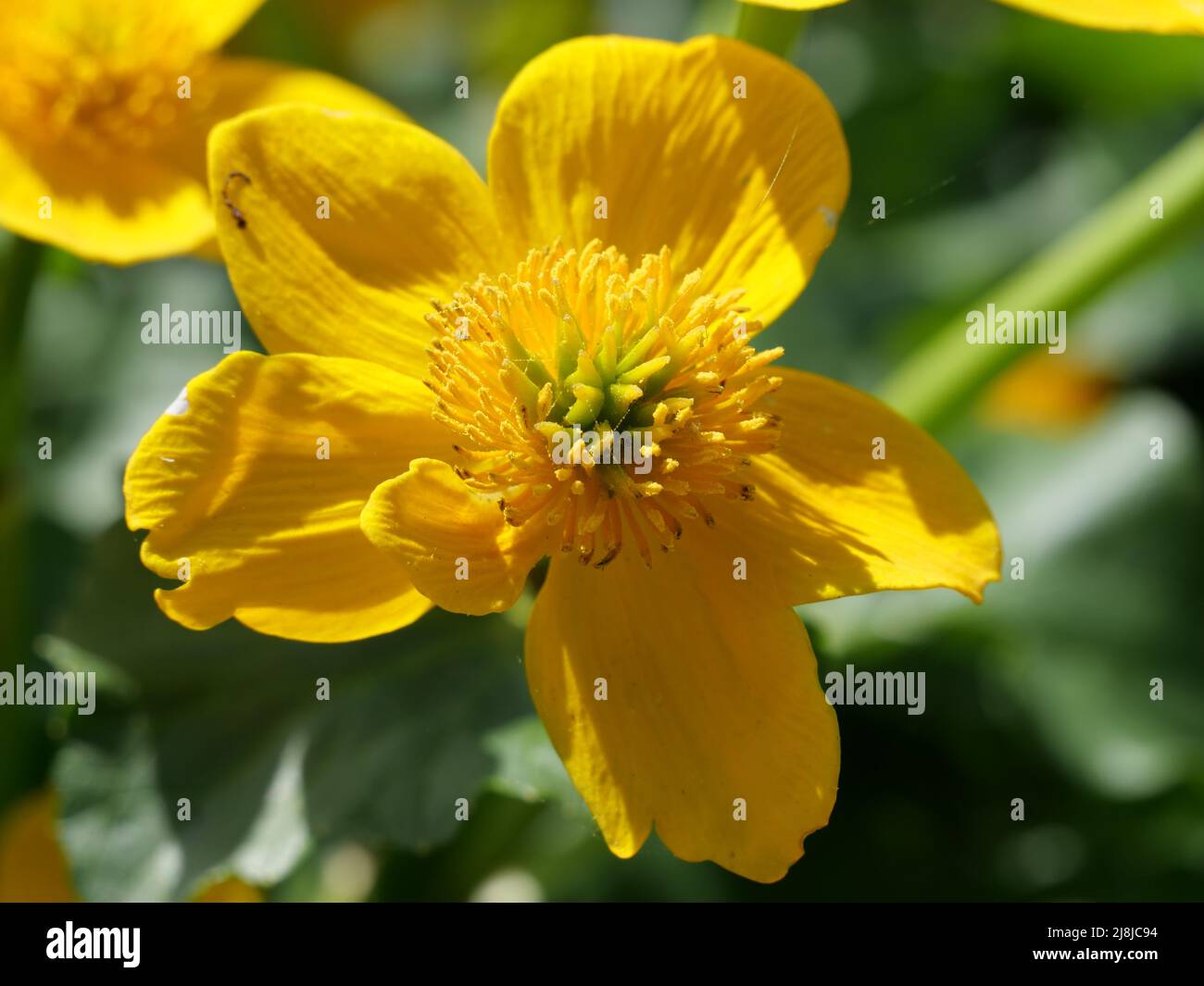 London flower garden hi-res stock photography and images - Alamy