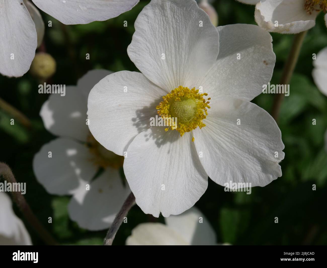 London flower garden hi-res stock photography and images - Alamy