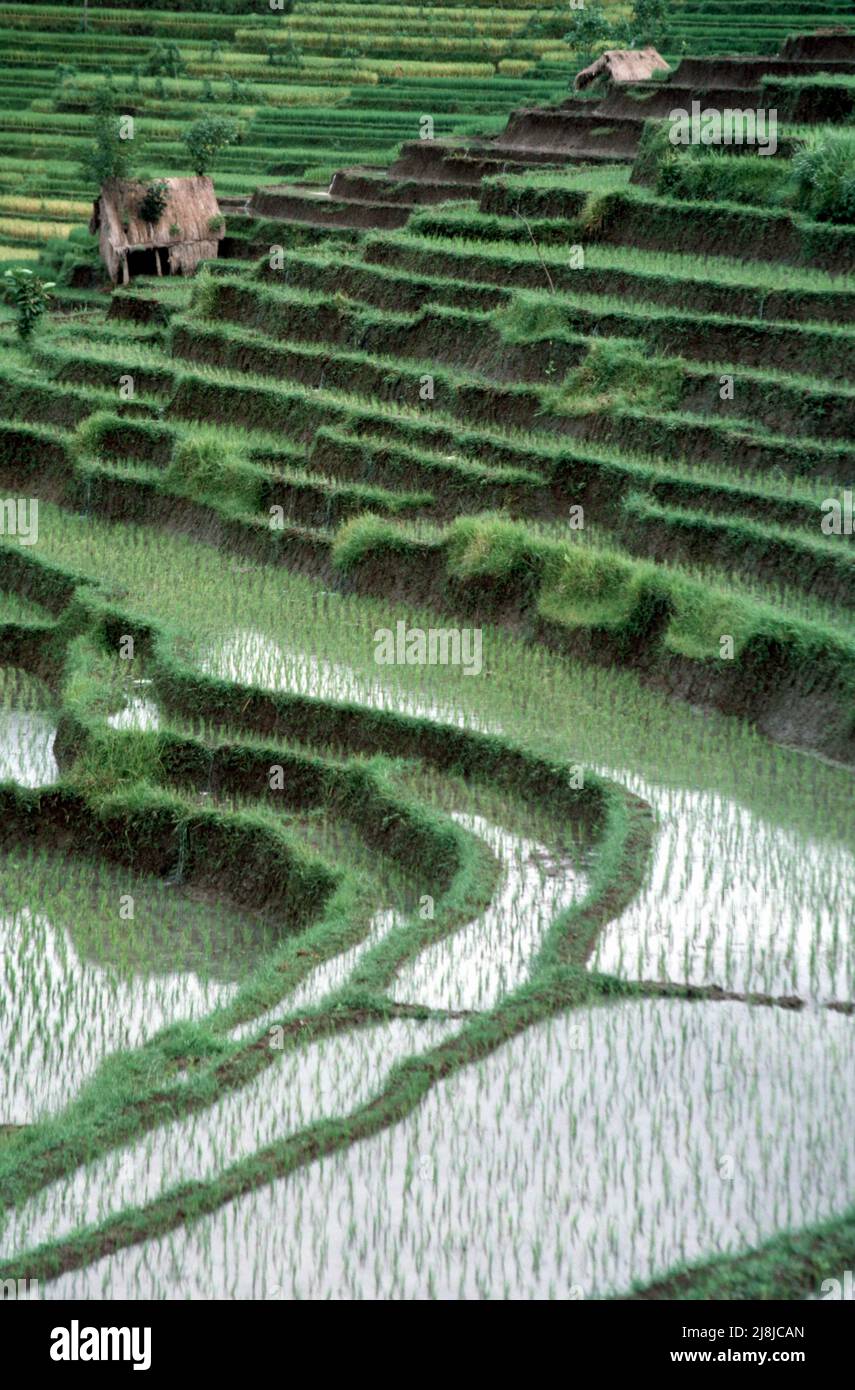 Rice fields and terraces north of Klungkung in Bali, Indonesia 1985 ...
