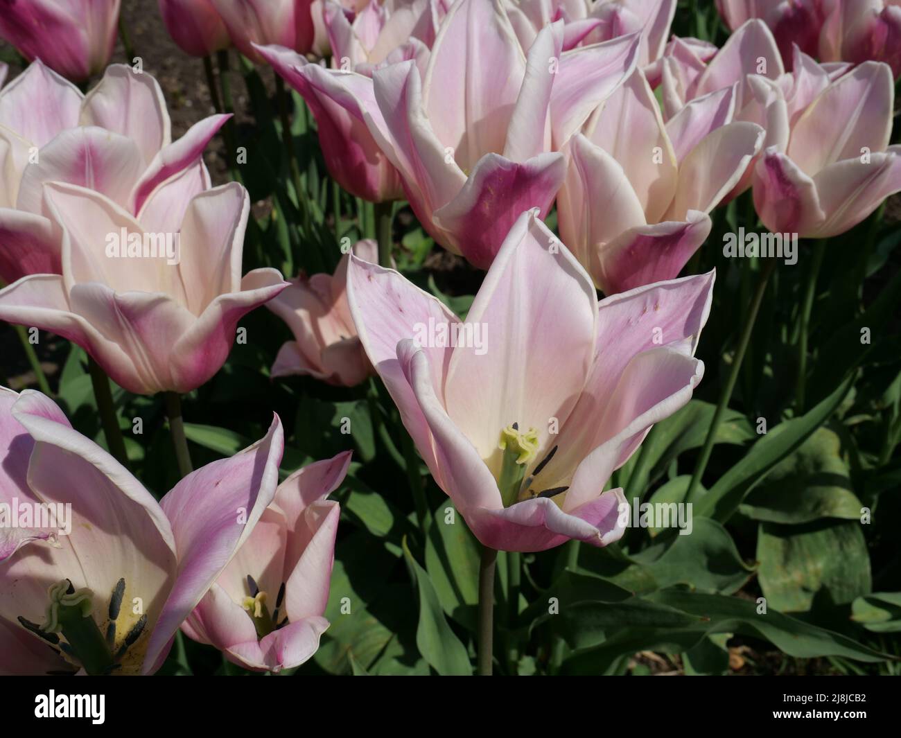 botanical garden london flower Stock Photo - Alamy