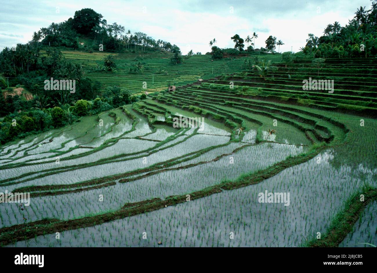 Rice fields and terraces north of Klungkung in Bali, Indonesia 1985 ...