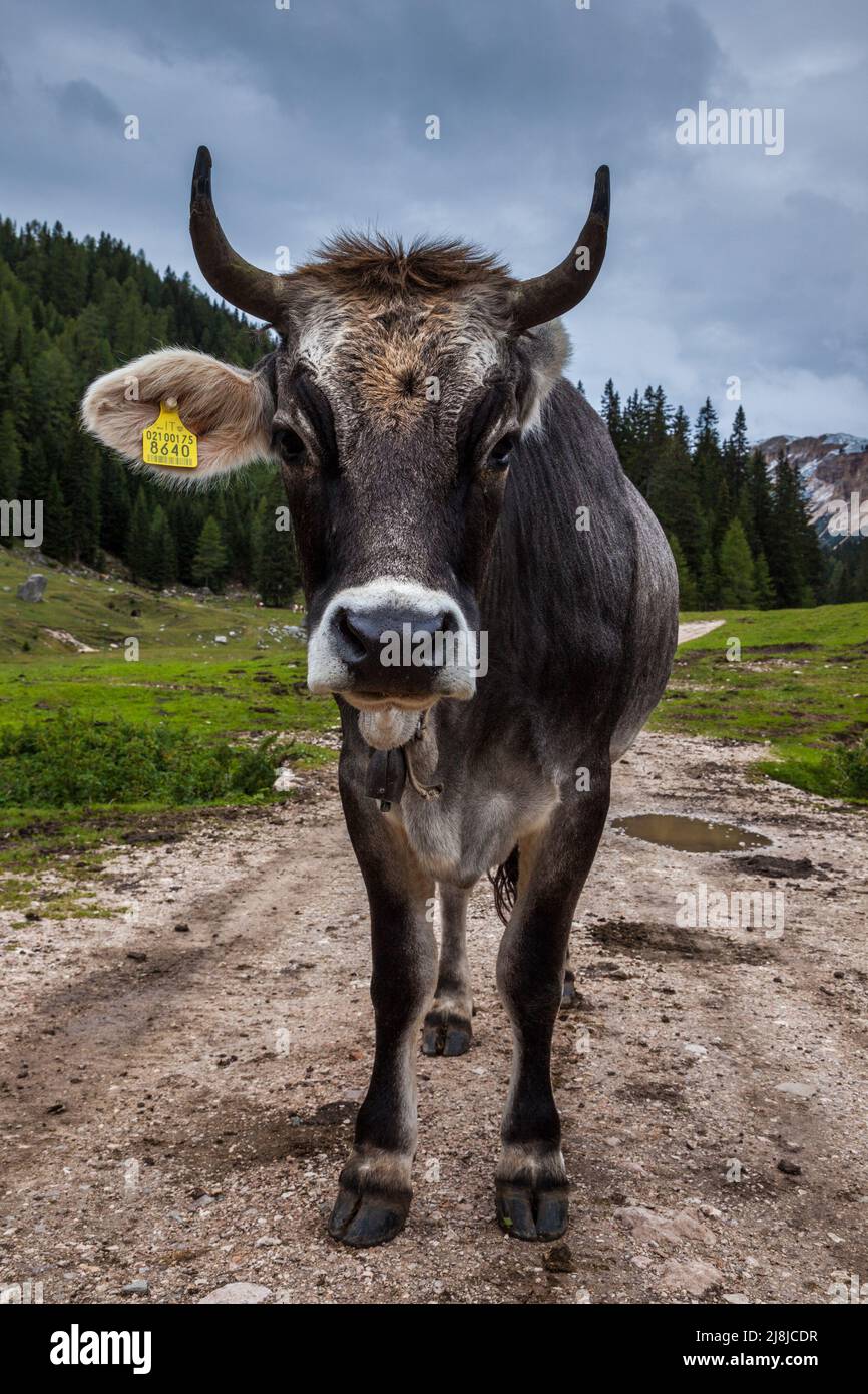 Grazing cows in the Dolomites Mountains of Northern Italy, in the Alps ...