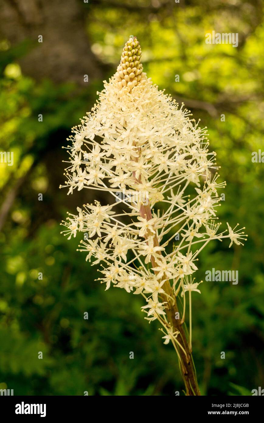 Bear Grass Alpine