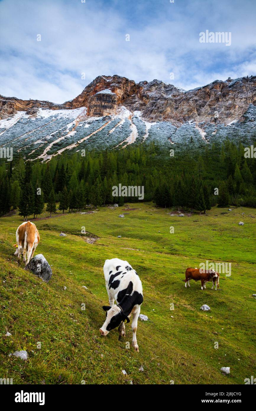 Grazing cows in the Dolomites Mountains of Northern Italy, in the Alps ...