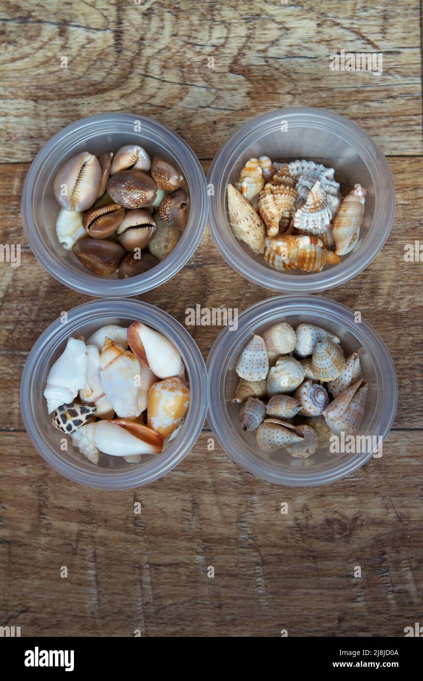 A collection of seashells sorted by type in small containers on a ...