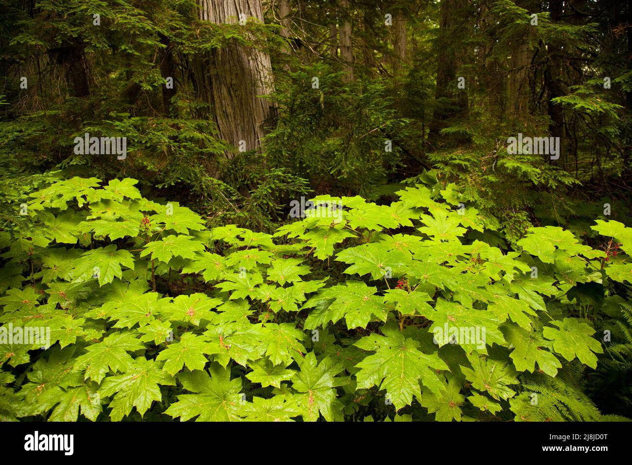 Forest background in Mt Revelstoke National Park, British Columbia ...