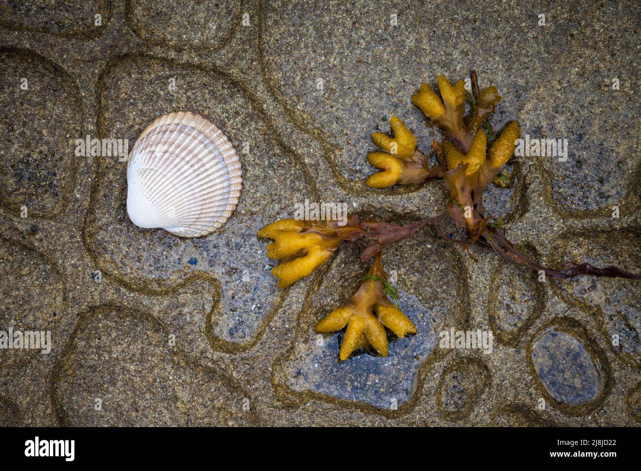 Sea shell and sea weed - Galiano Island in the Gulf Islands, British ...