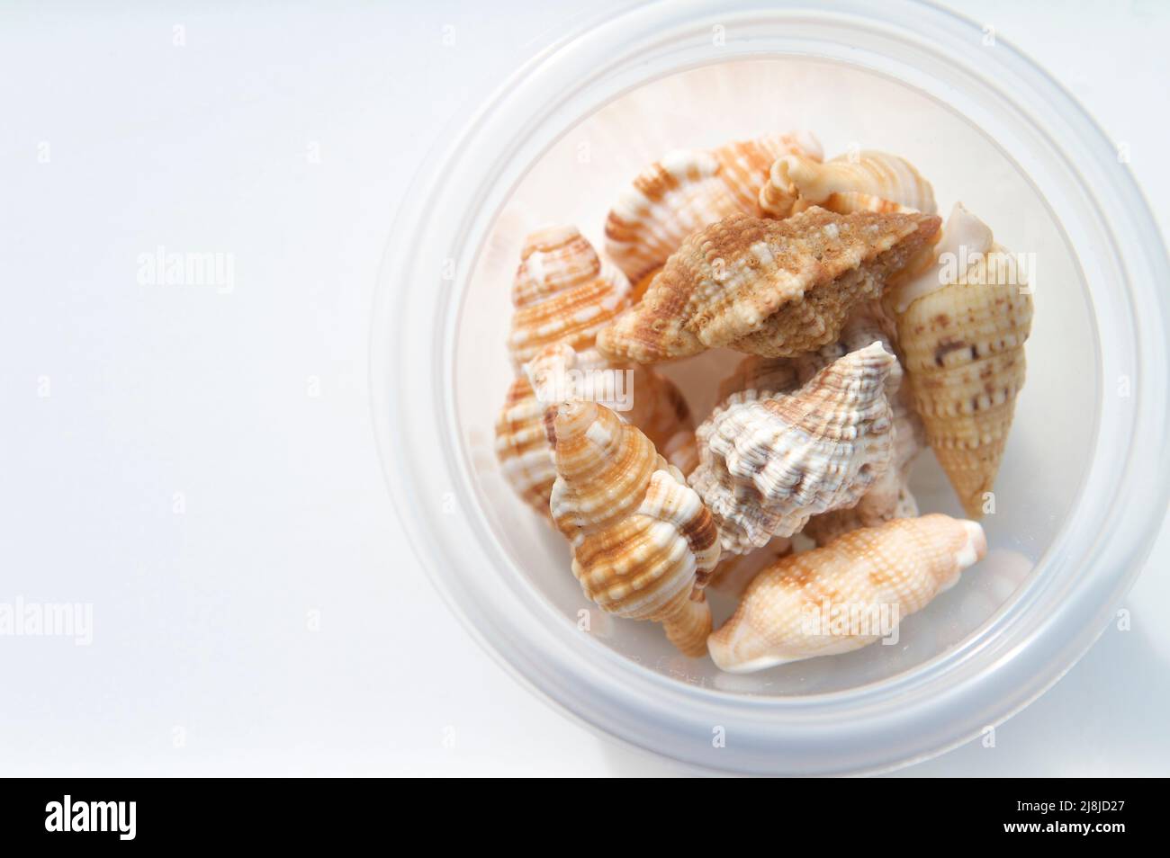 A closeup of seashells in a container on a white background, image ...