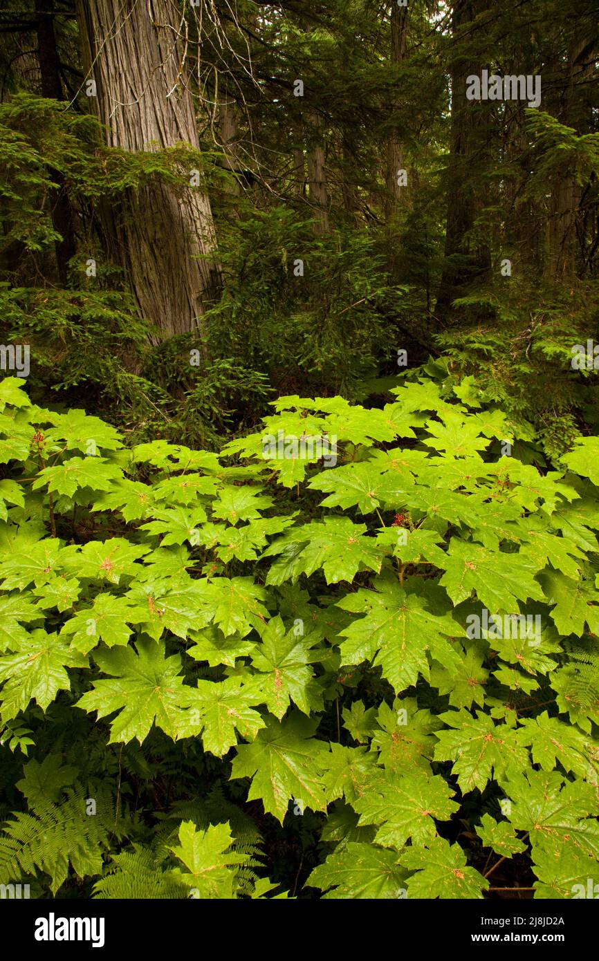 Forest background in Mt Revelstoke National Park, British Columbia ...
