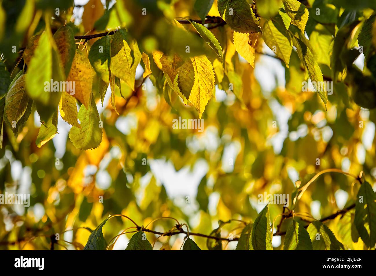 Blurred autumn background. Abstract natural background. Yellow leaves of trees. Textured ...
