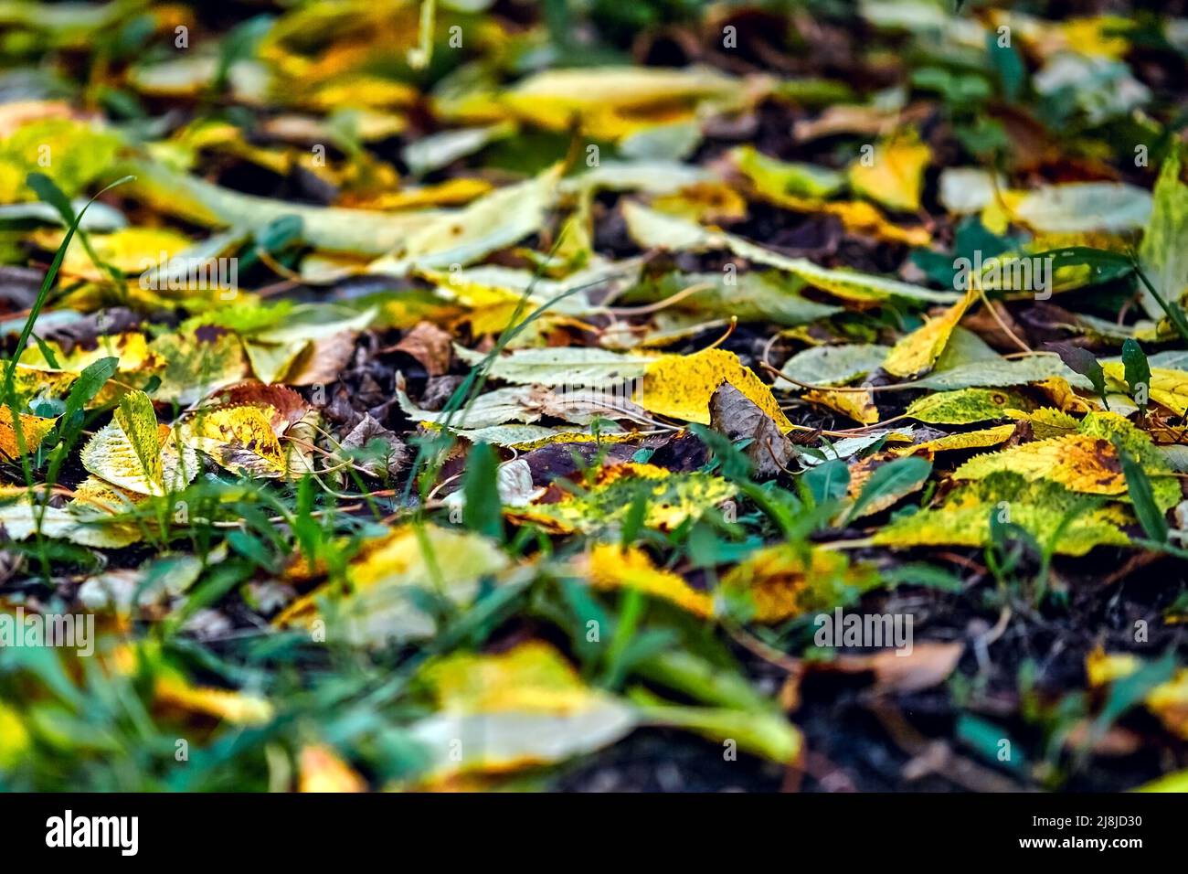 Blurred autumn background. Yellow leaves of trees on the ground. Textured wallpaper, background ...