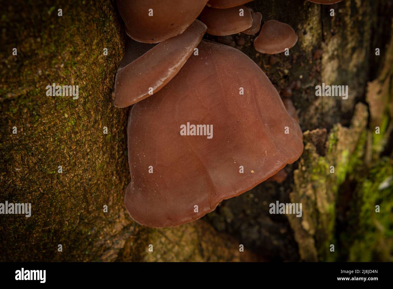 Auricularia elder tree hi-res stock photography and images - Alamy