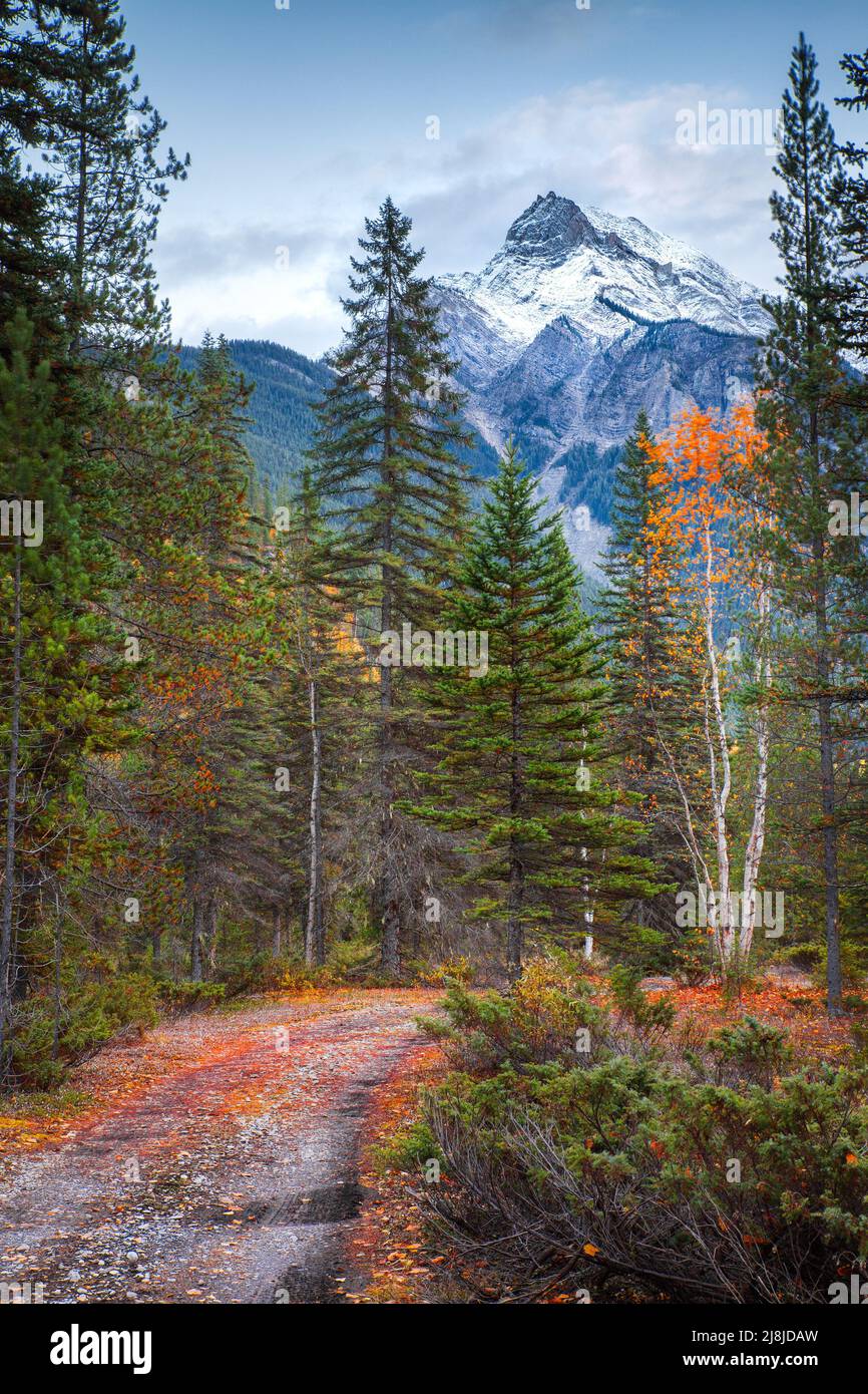 A dirt trail or road in the woods in the Canadian Rocky Mountains in ...