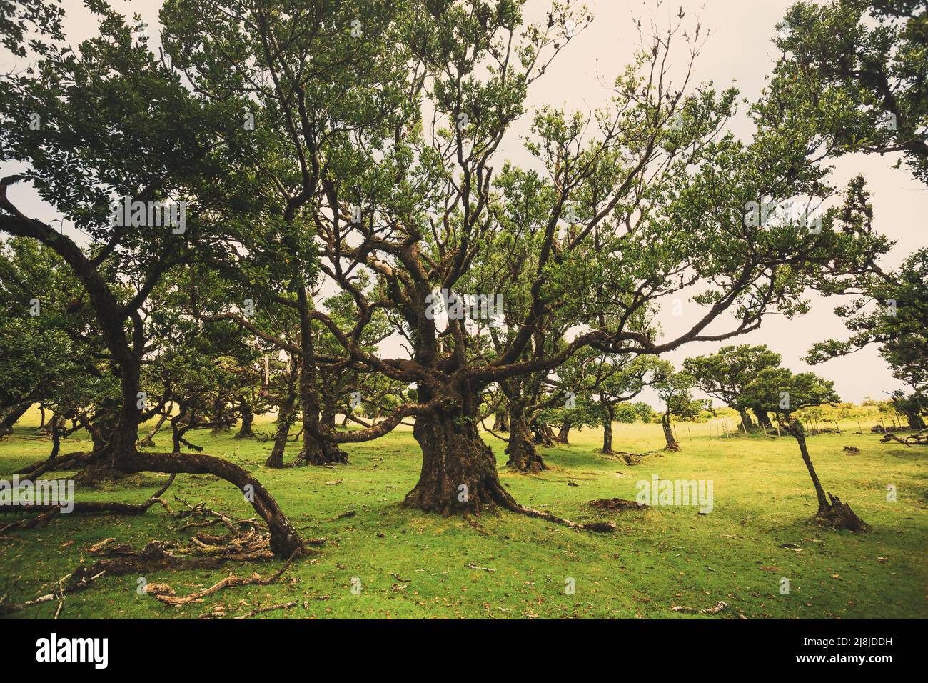 Beautiful landscape of Ancient trees in Madeira Island - Portugal Stock ...