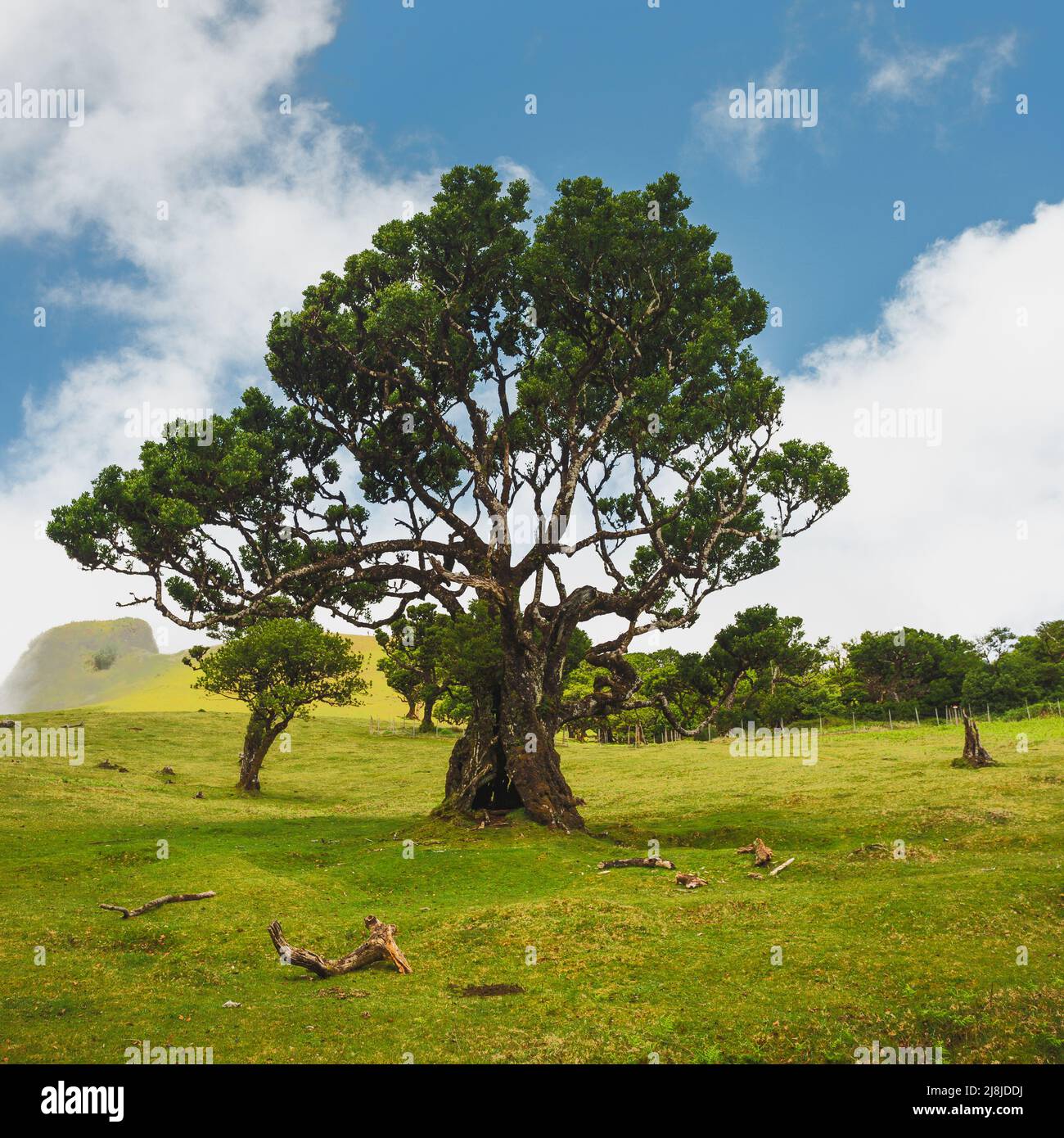 Beautiful landscape of Ancient trees in Madeira Island - Portugal Stock ...