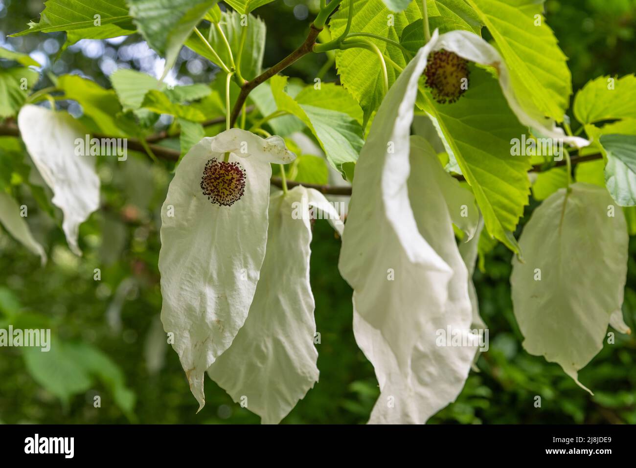 Handkerchief tree or Dove tree, Davidia involucrata Stock Photo - Alamy