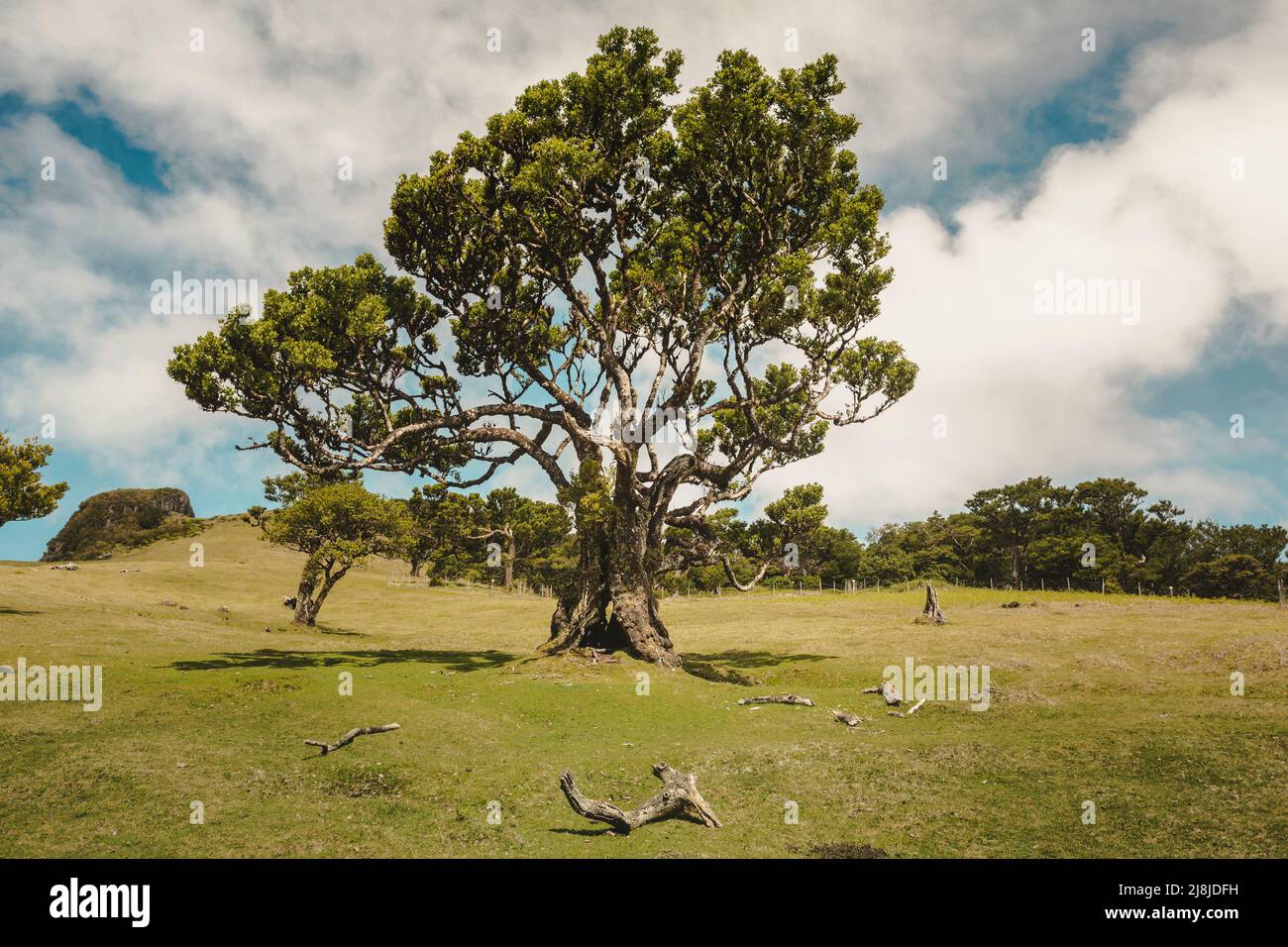 Beautiful landscape of Ancient trees in Madeira Island - Portugal Stock ...