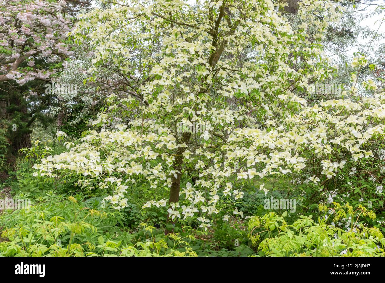 White Cornus tree in bloom Stock Photo - Alamy