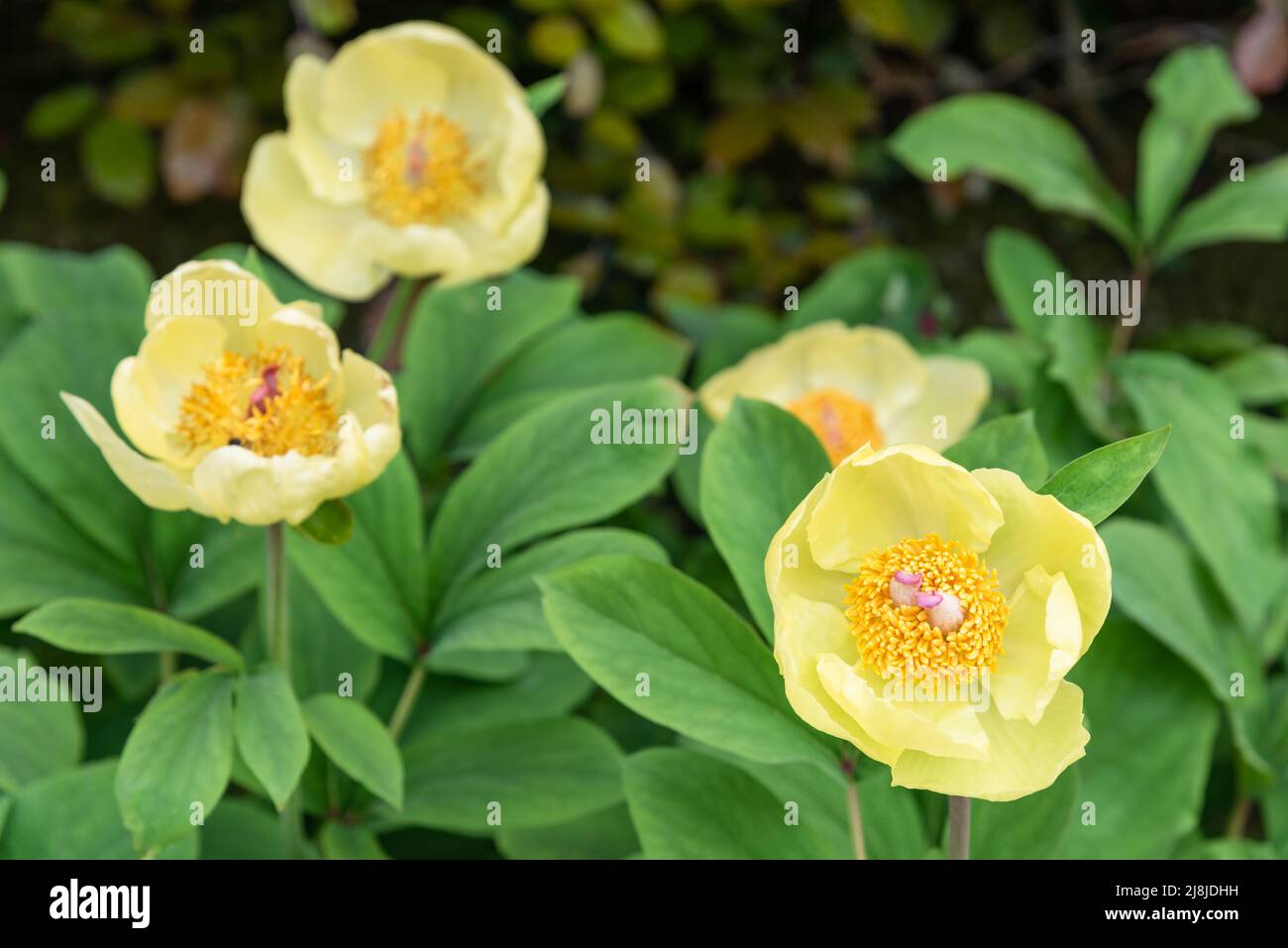 Paeony flowers hi-res stock photography and images - Alamy