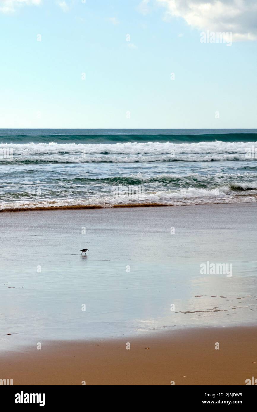 Landscape of a very long sandy beach with a blue sky full of clouds ...