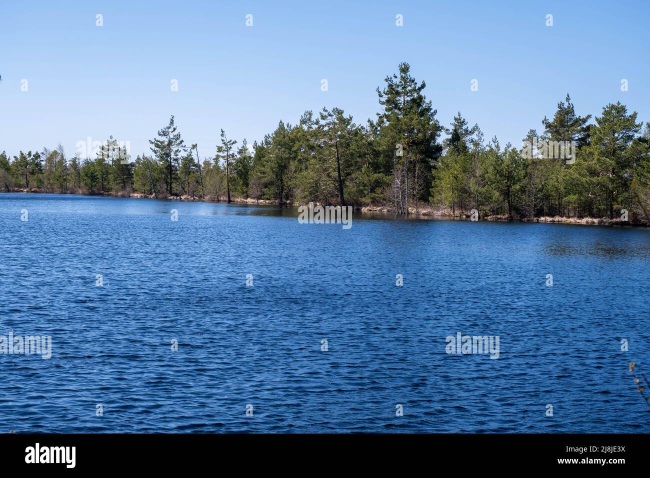 Swamps. Estonian swamps are the lungs of Europe Stock Photo - Alamy