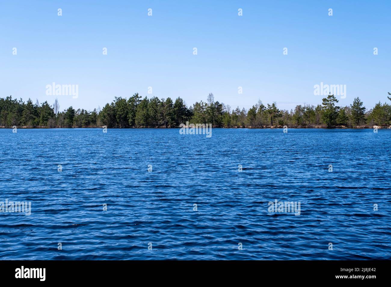 Swamps. Estonian swamps are the lungs of Europe Stock Photo - Alamy