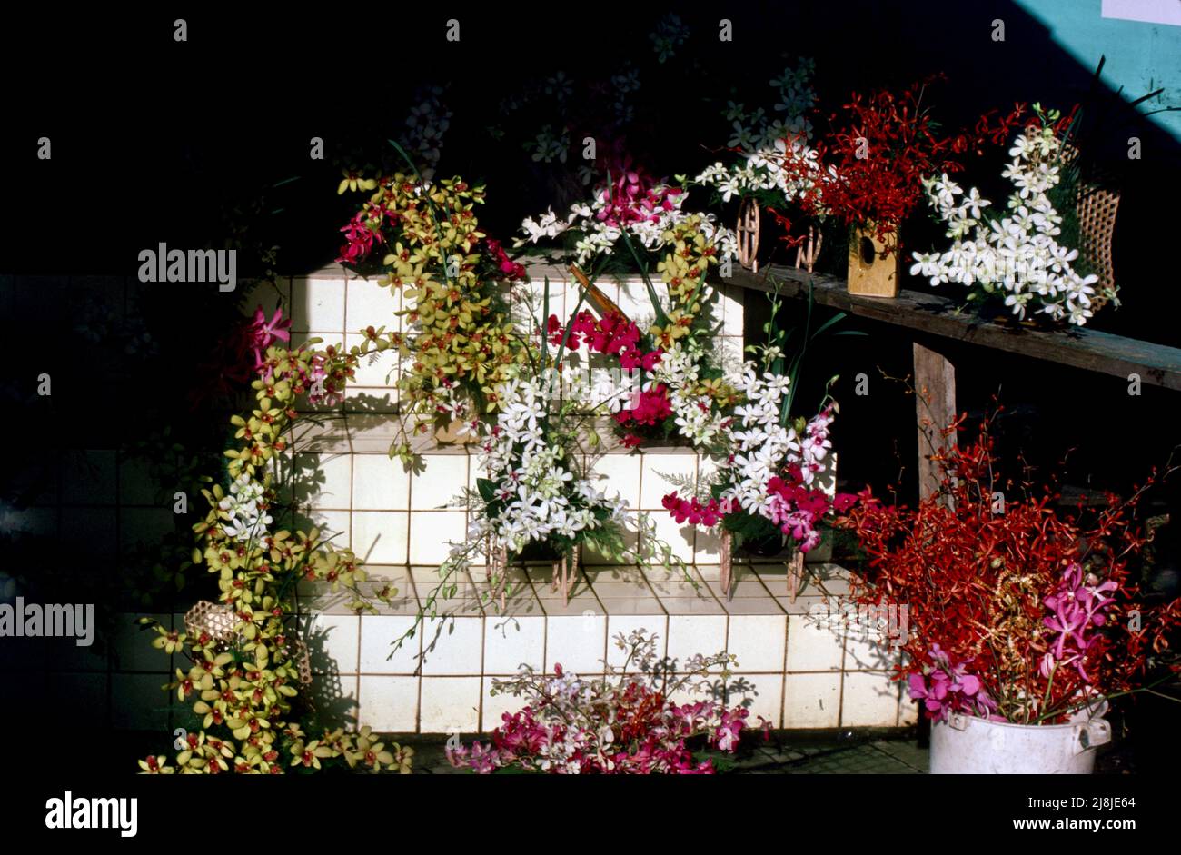 Orchid market in Jakarta, Indonesia 1984 Stock Photo - Alamy