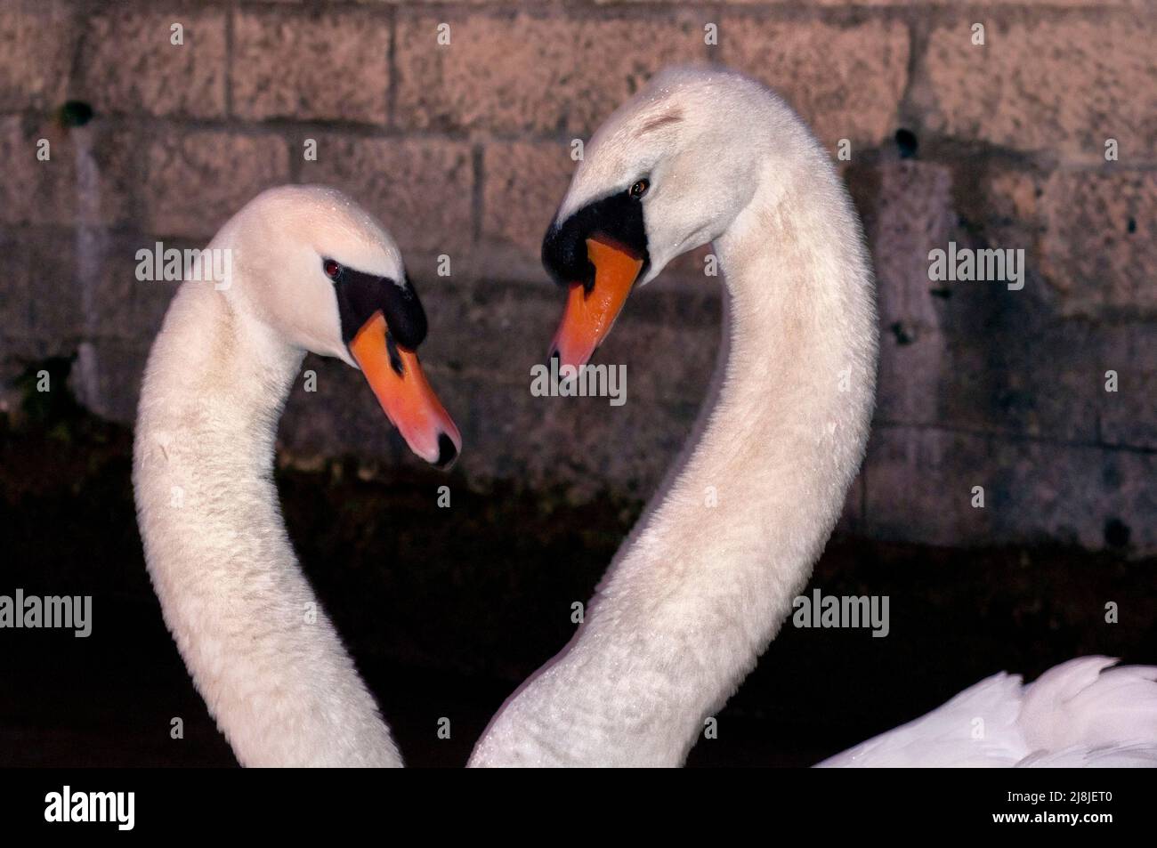 Two swans forming a heart with their necks on quai d’Orléans, île Saint ...