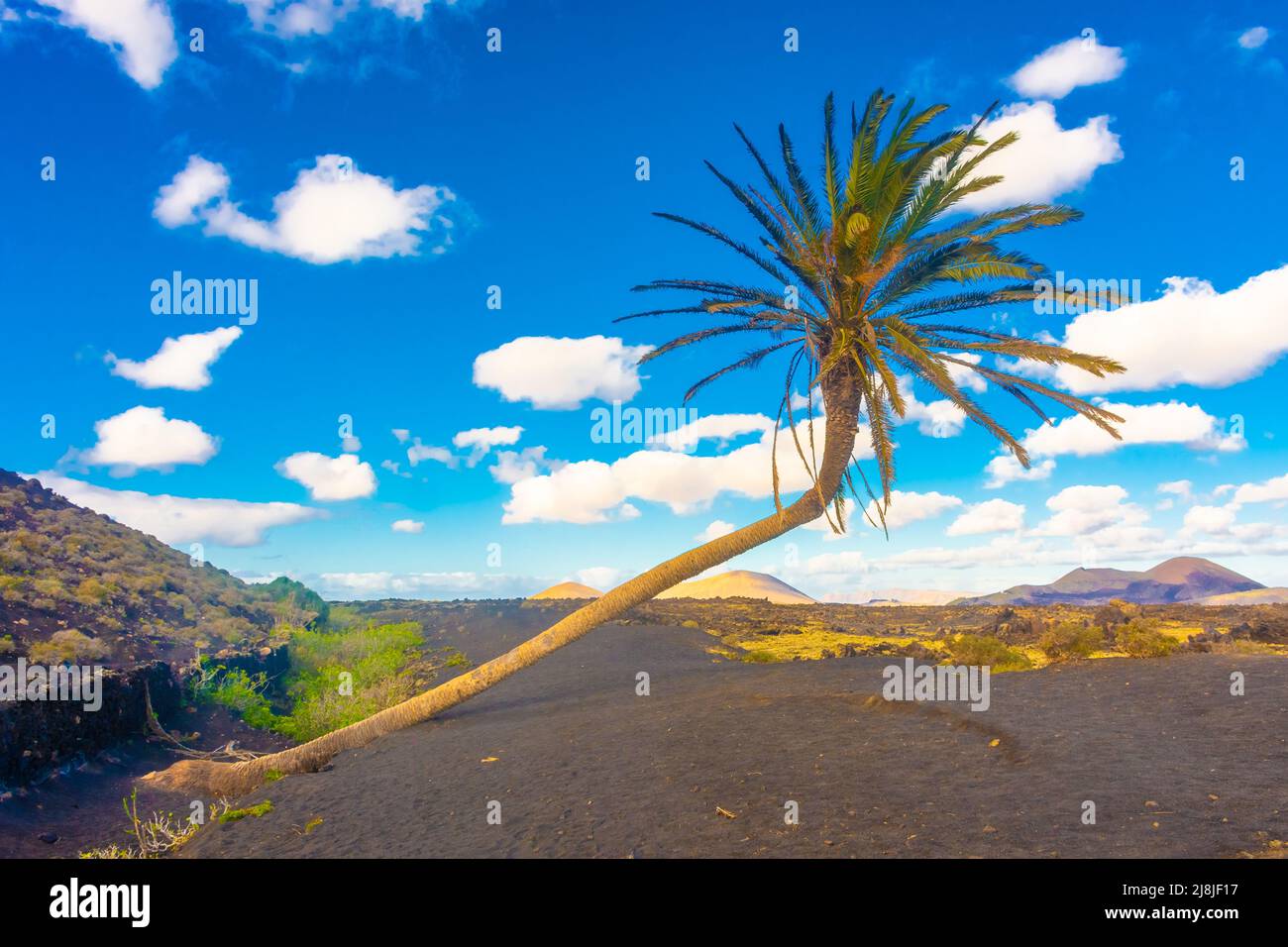 The "Palmera Inclinada" (translation: Inclined Palm) of Lanzarote ...
