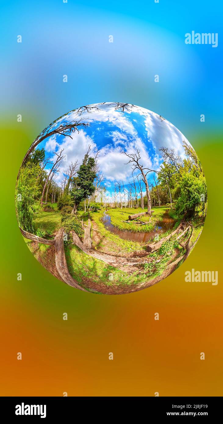 Dead standing oak trees hi-res stock photography and images - Alamy