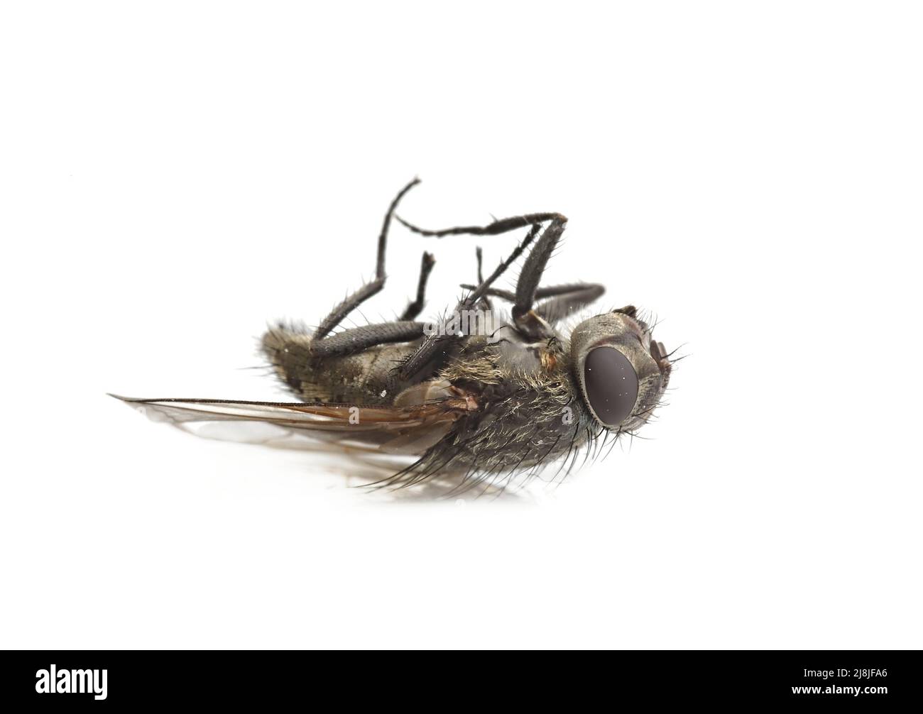 Dead Fly Macro Stock Photo - Alamy