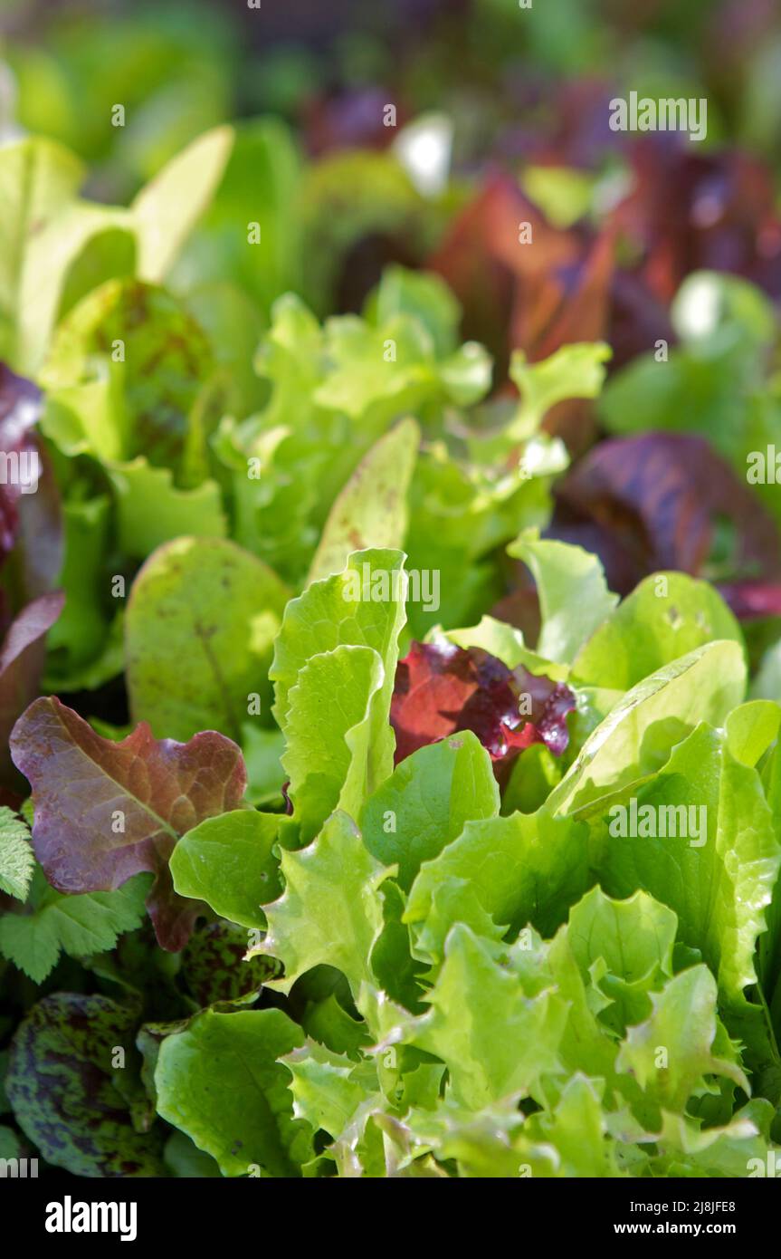 Colorful mix of spring lettuce (Lactuca sativa) in a backyard garden ...