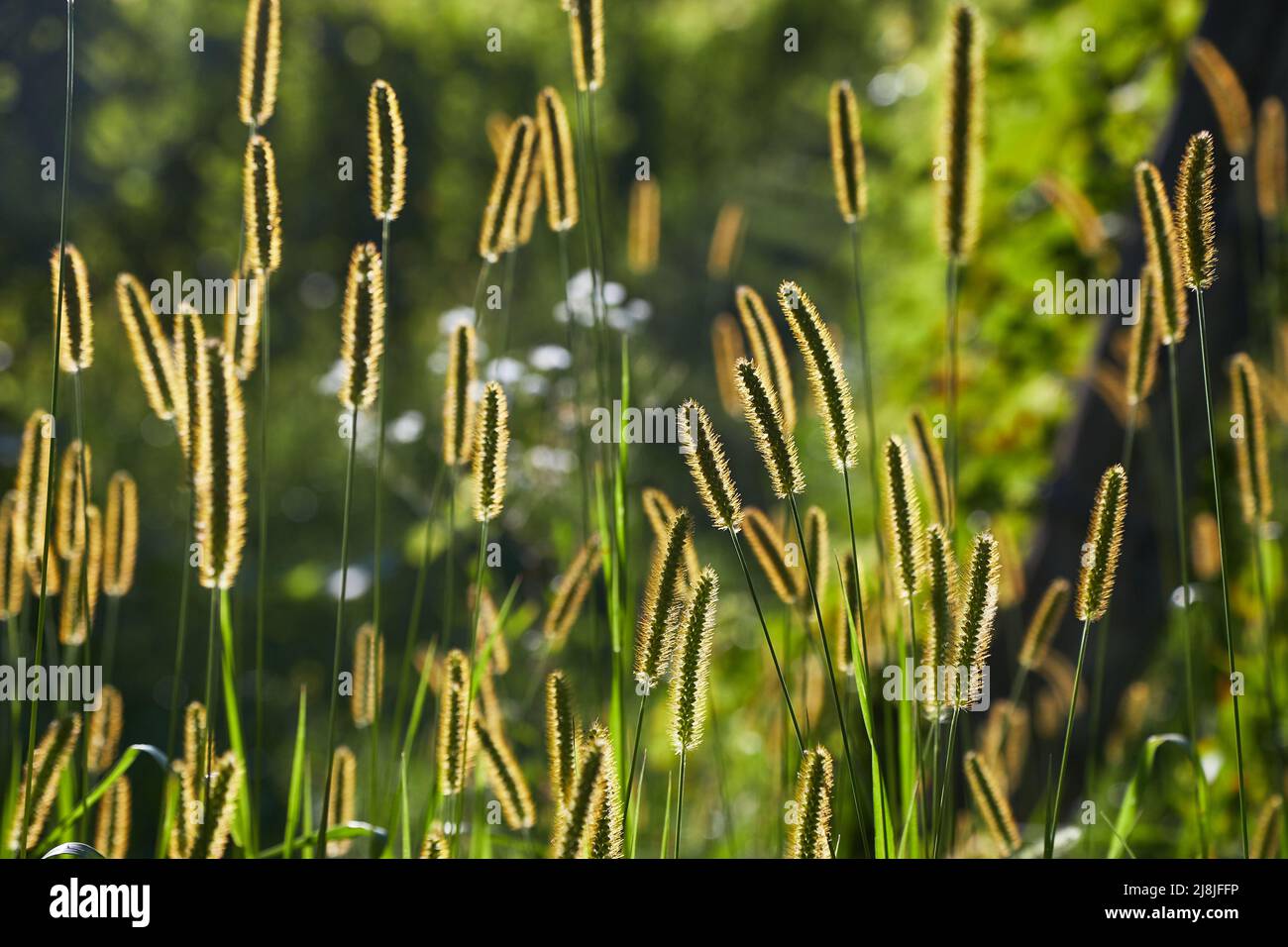 Meadow with backlit green plants Stock Photo - Alamy