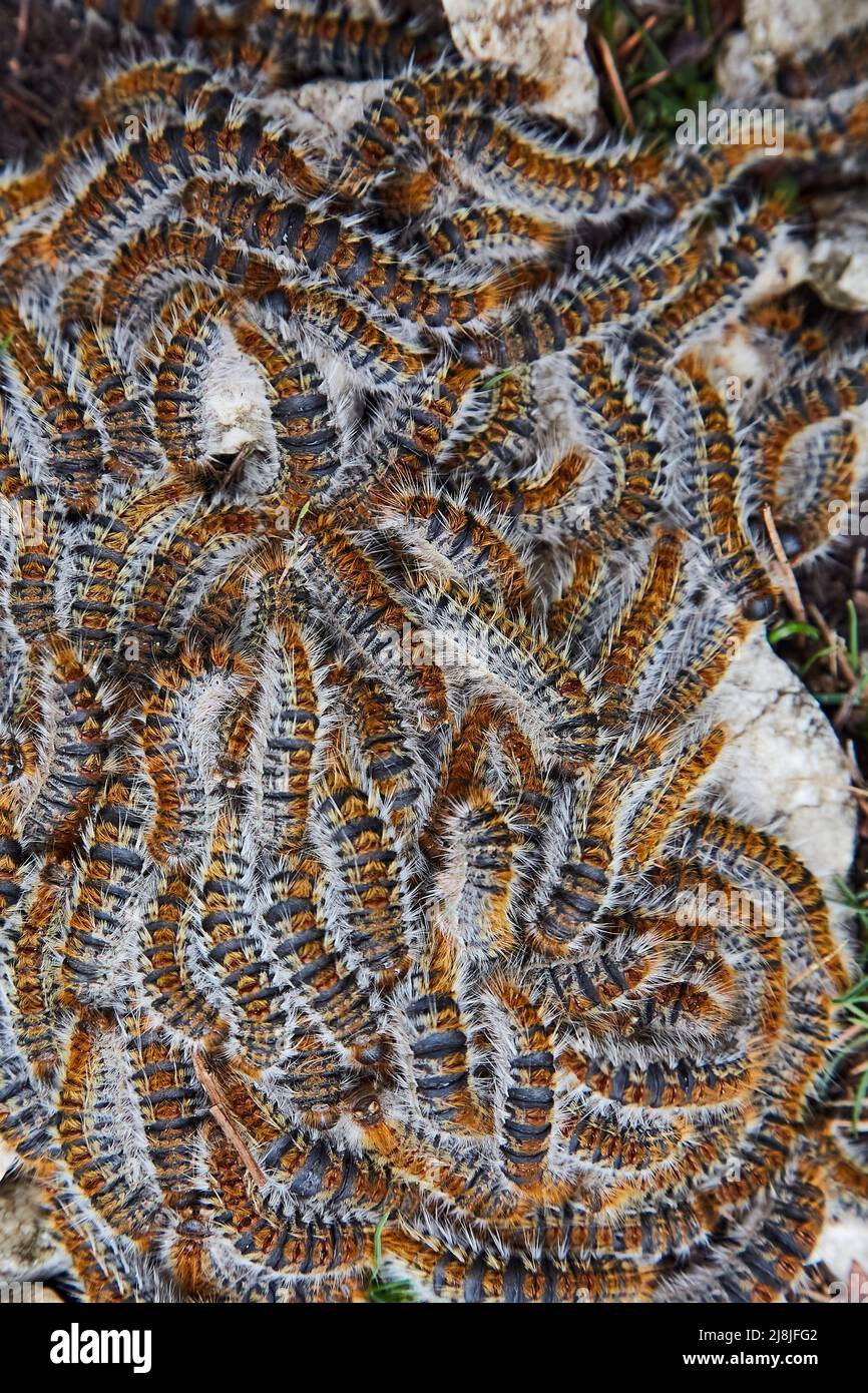 Caterpillars crawling in swarm Stock Photo - Alamy