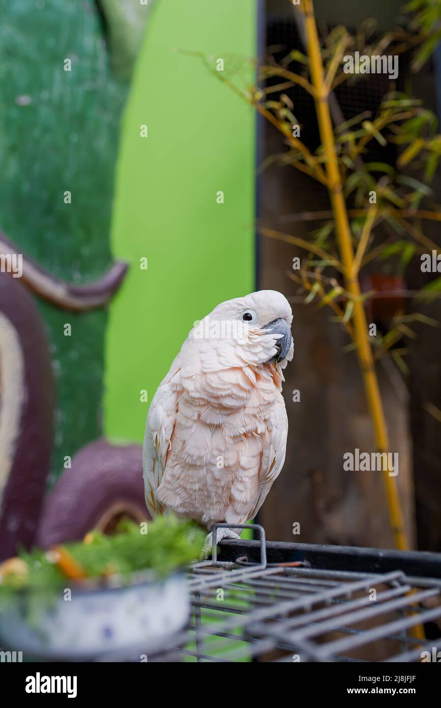 Cockatoo parrot , lat. Cacatuidae, is a family of birds from the parrot ...